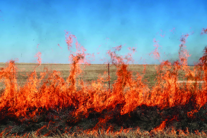 Pasture Management: Healthy and Productive Grasslands - Grit
